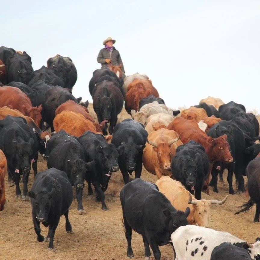 Arrow B Grass Fed Beef | 100% Grass Fed Beef