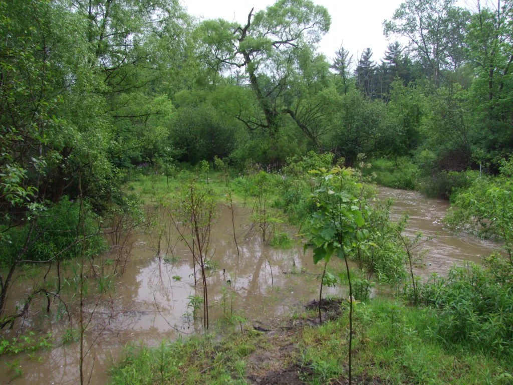 Griswold Creek Restoration Restores Floodplain, Reduces Erosion, and ...