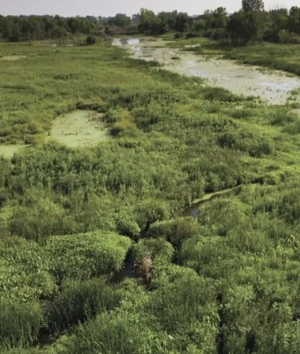 Lake Michigan Shoreline Habitat Restoration Removes Invasive Species ...