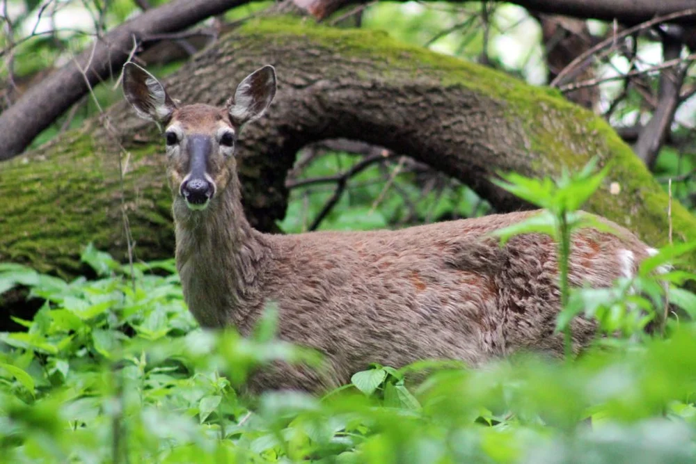 National park culls excess deer to save rare vegetation — Healthy Lakes
