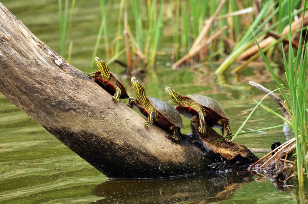 Important marsh restored in Grand Calumet River — Healthy Lakes