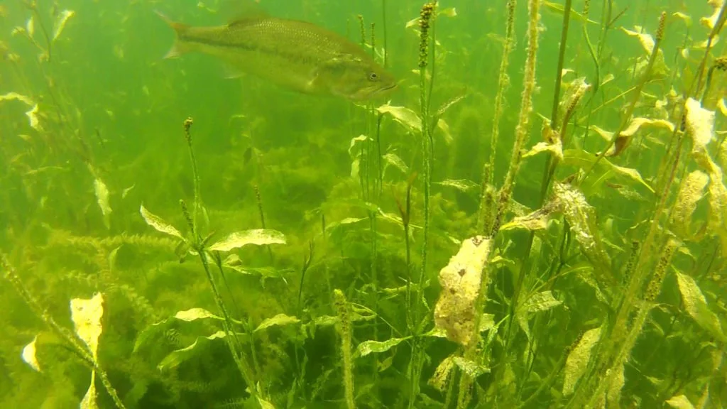 Cuyahoga River Fish Habitat Restored — Healthy Lakes