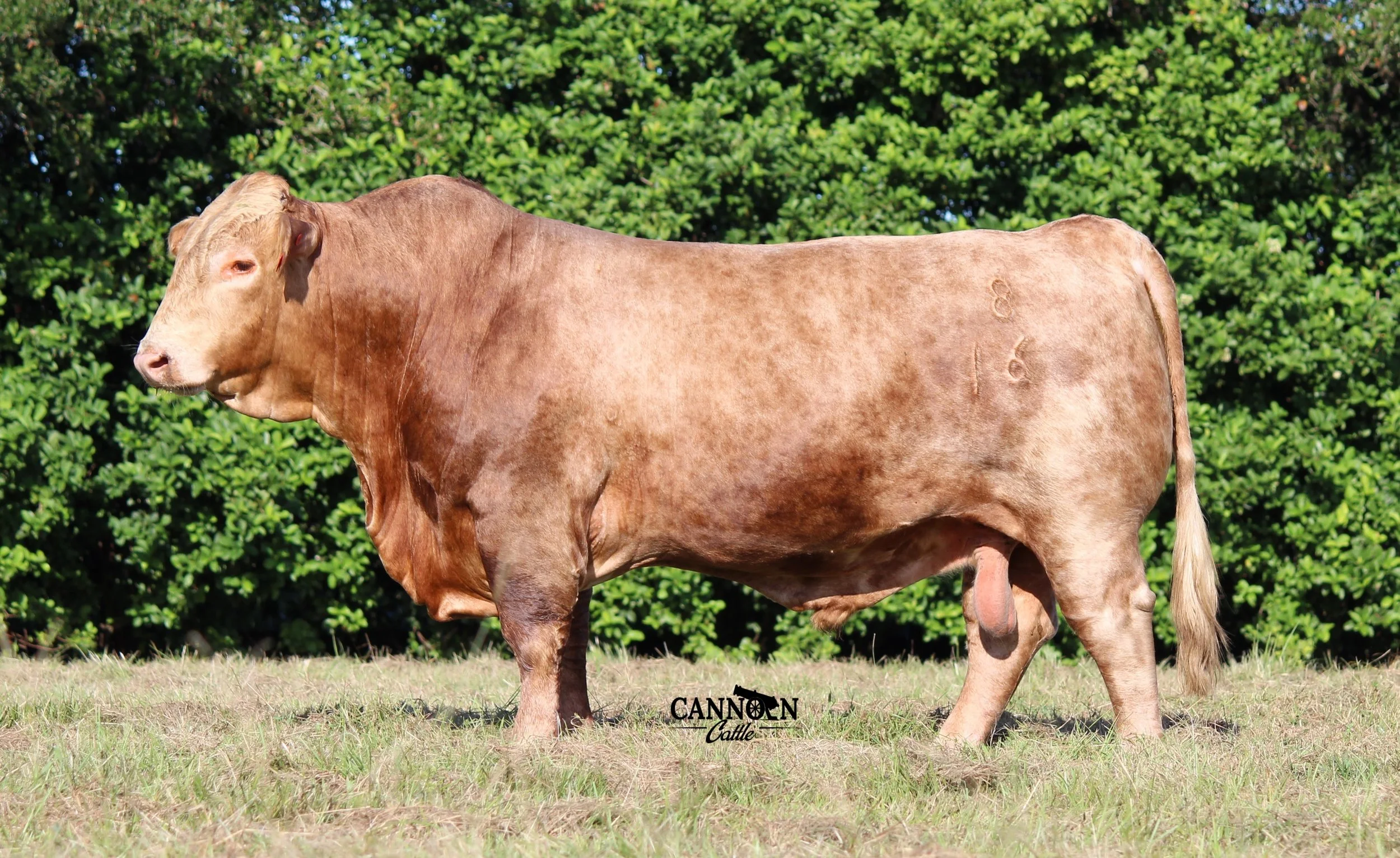 Sale — Premium Power Bull Sale