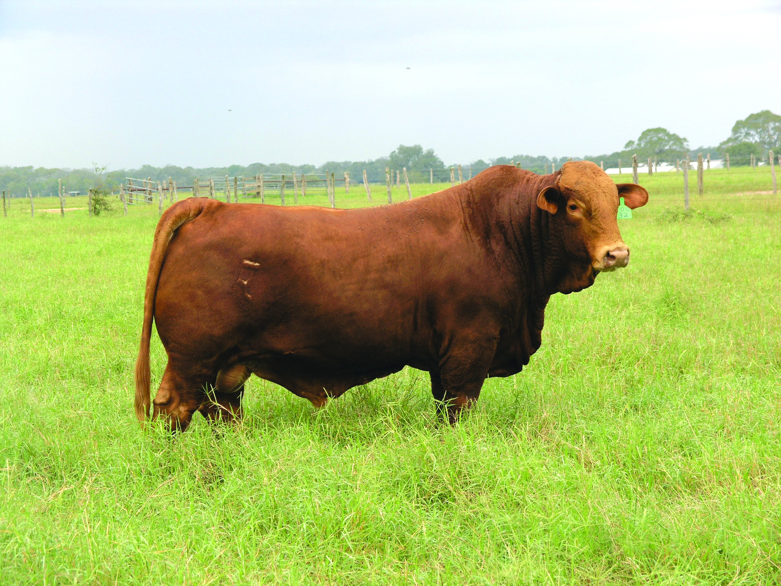 Premium Power Bull Sale