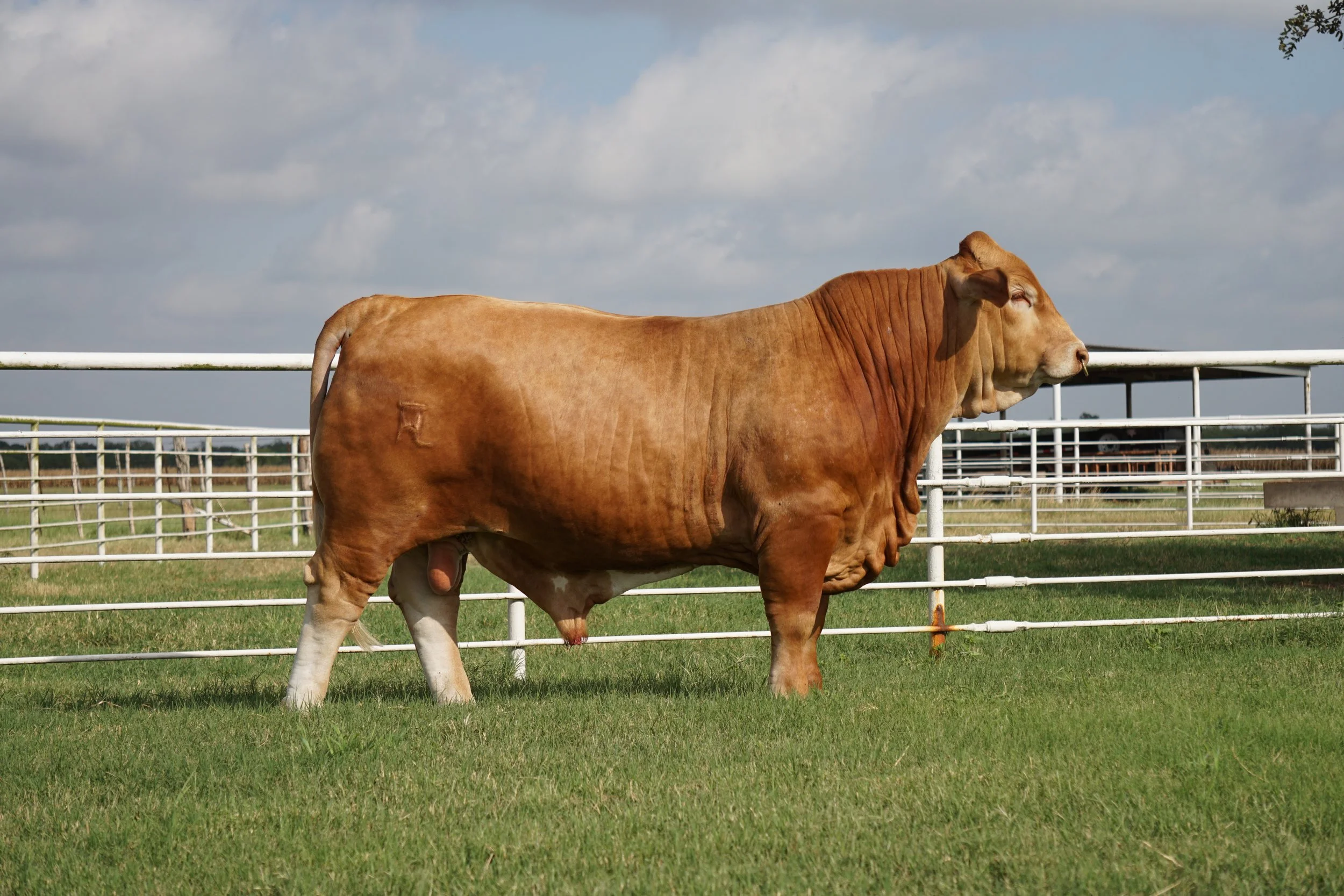 Sale — Premium Power Bull Sale