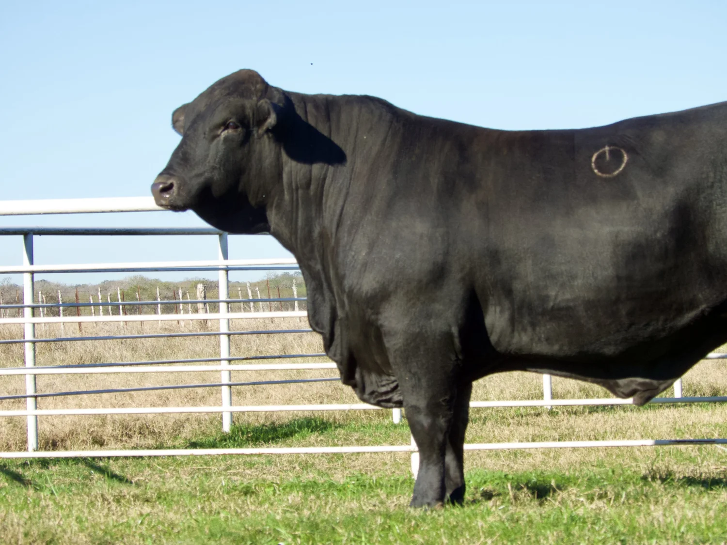 Sale — Premium Power Bull Sale