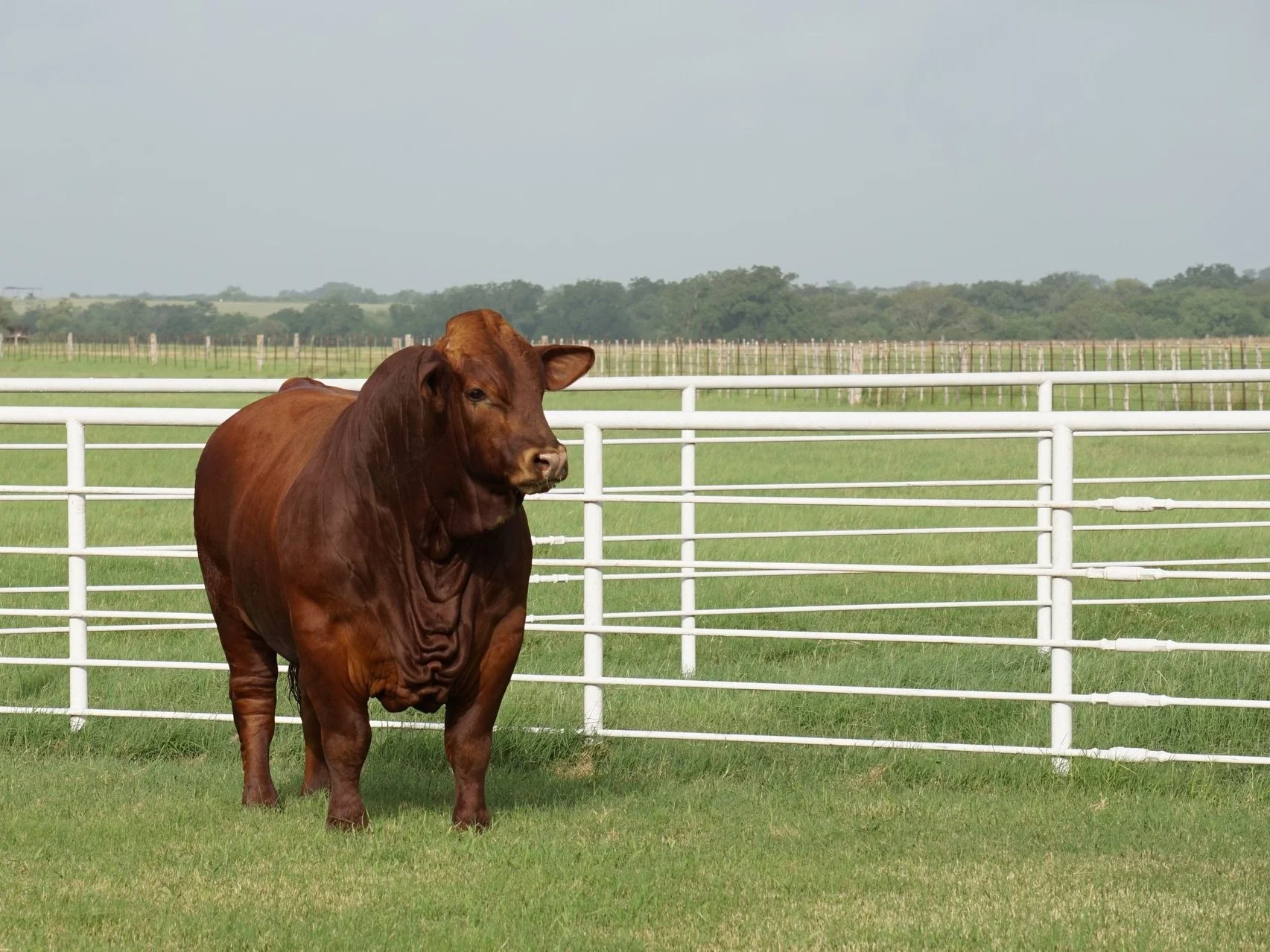 Premium Power Bull Sale