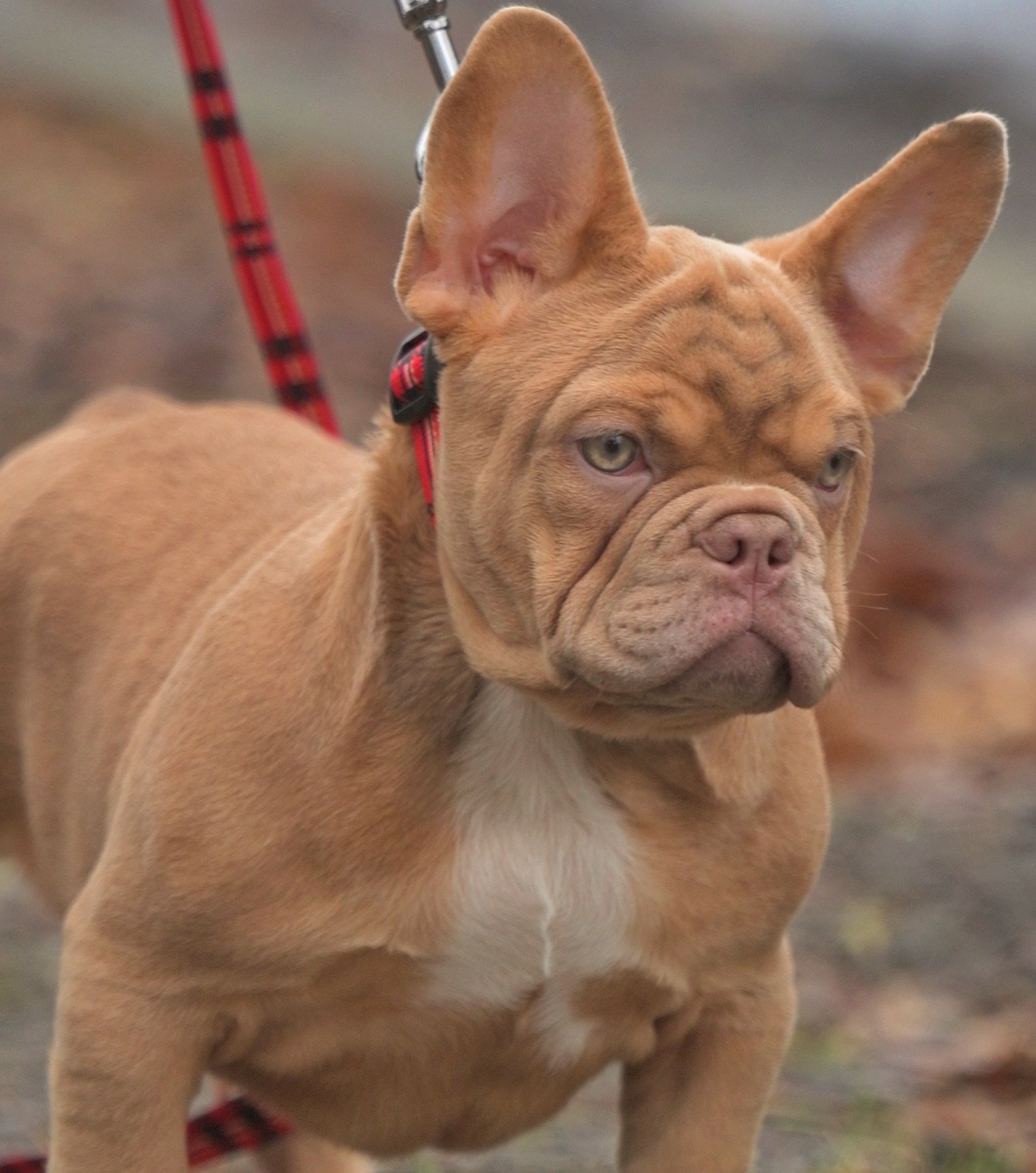 STUDS — VIXEN FRENCH BULLDOGS