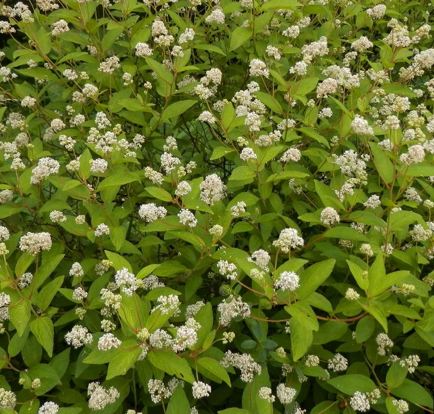 VMC Garden Details — The Garden Club of Yorktown