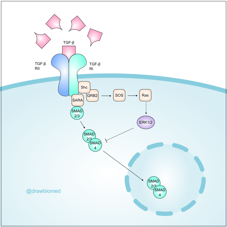 Signaling Pathway Illustrations — DrawBioMed