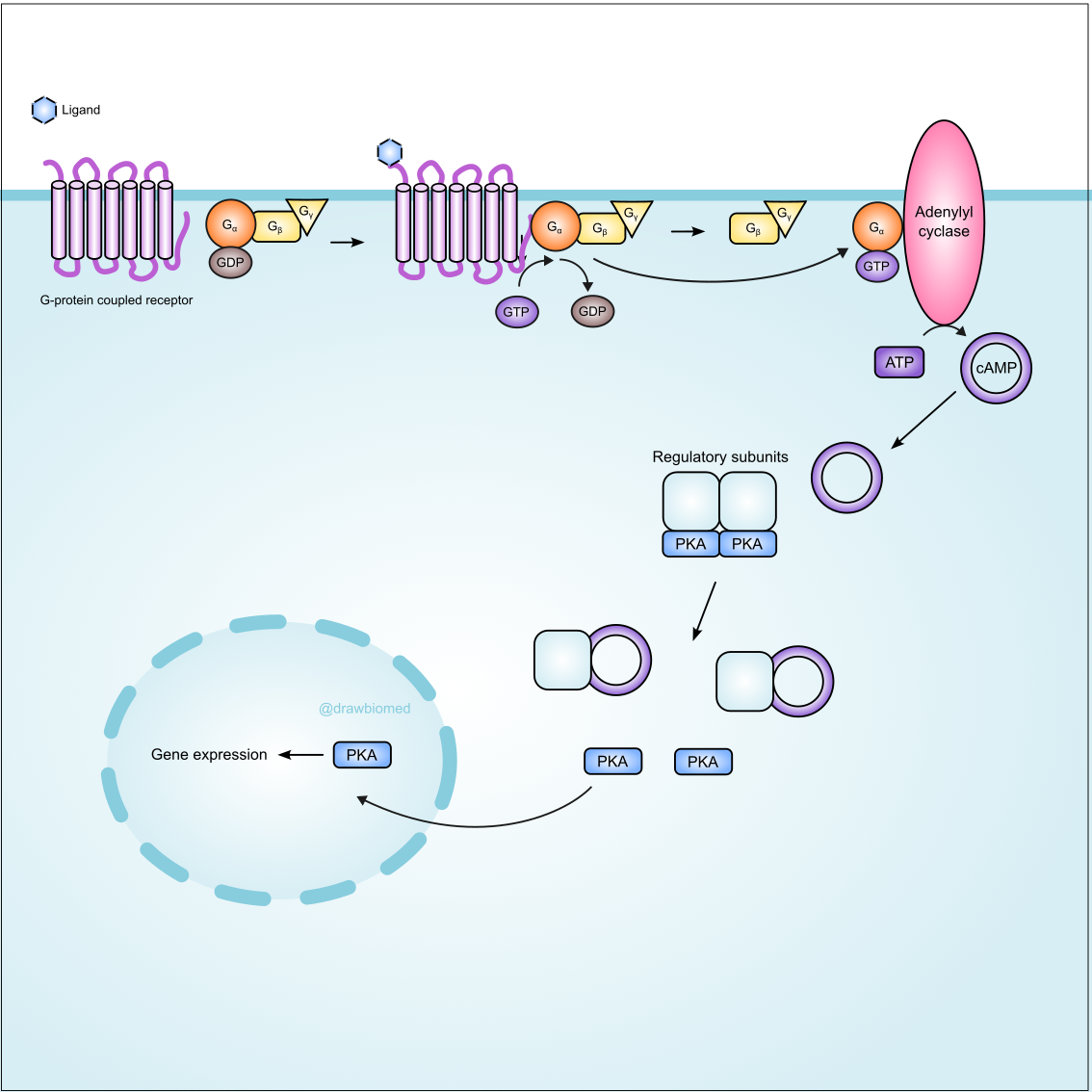 Signaling Pathway Illustrations — DrawBioMed