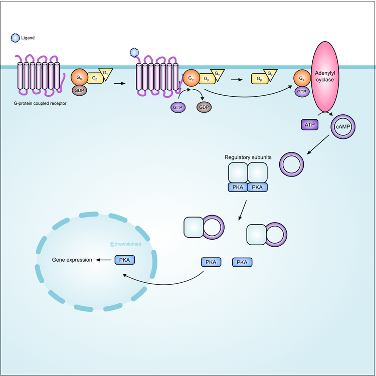 Signaling Pathway Illustrations — DrawBioMed