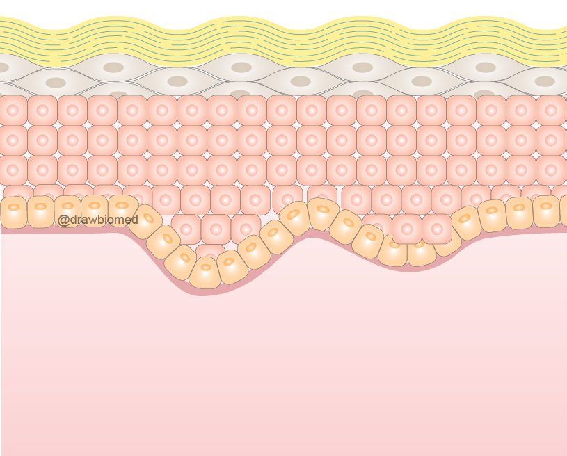 Free Illustrations — DrawBioMed