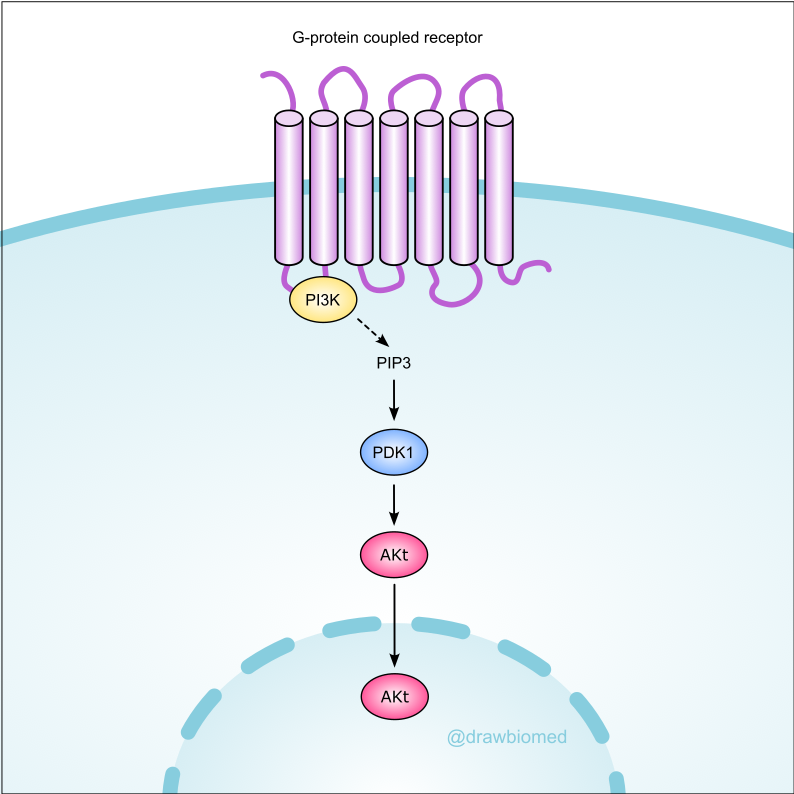 Signaling Pathway Illustrations — DrawBioMed