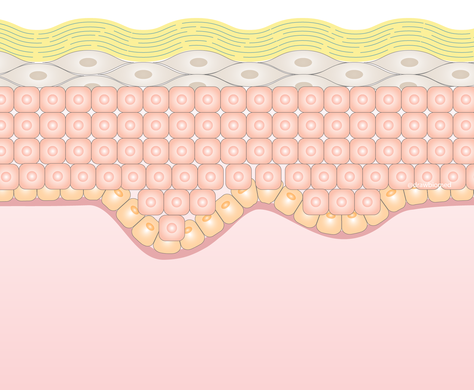 Free Illustrations — DrawBioMed