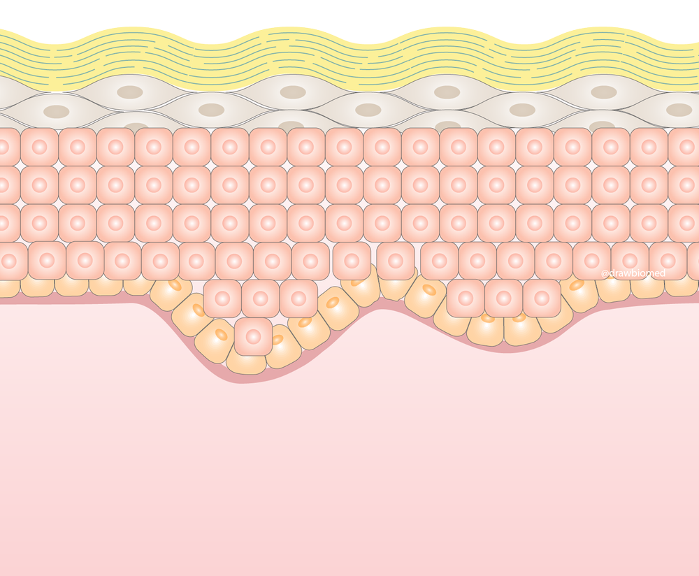 Free Illustrations — DrawBioMed