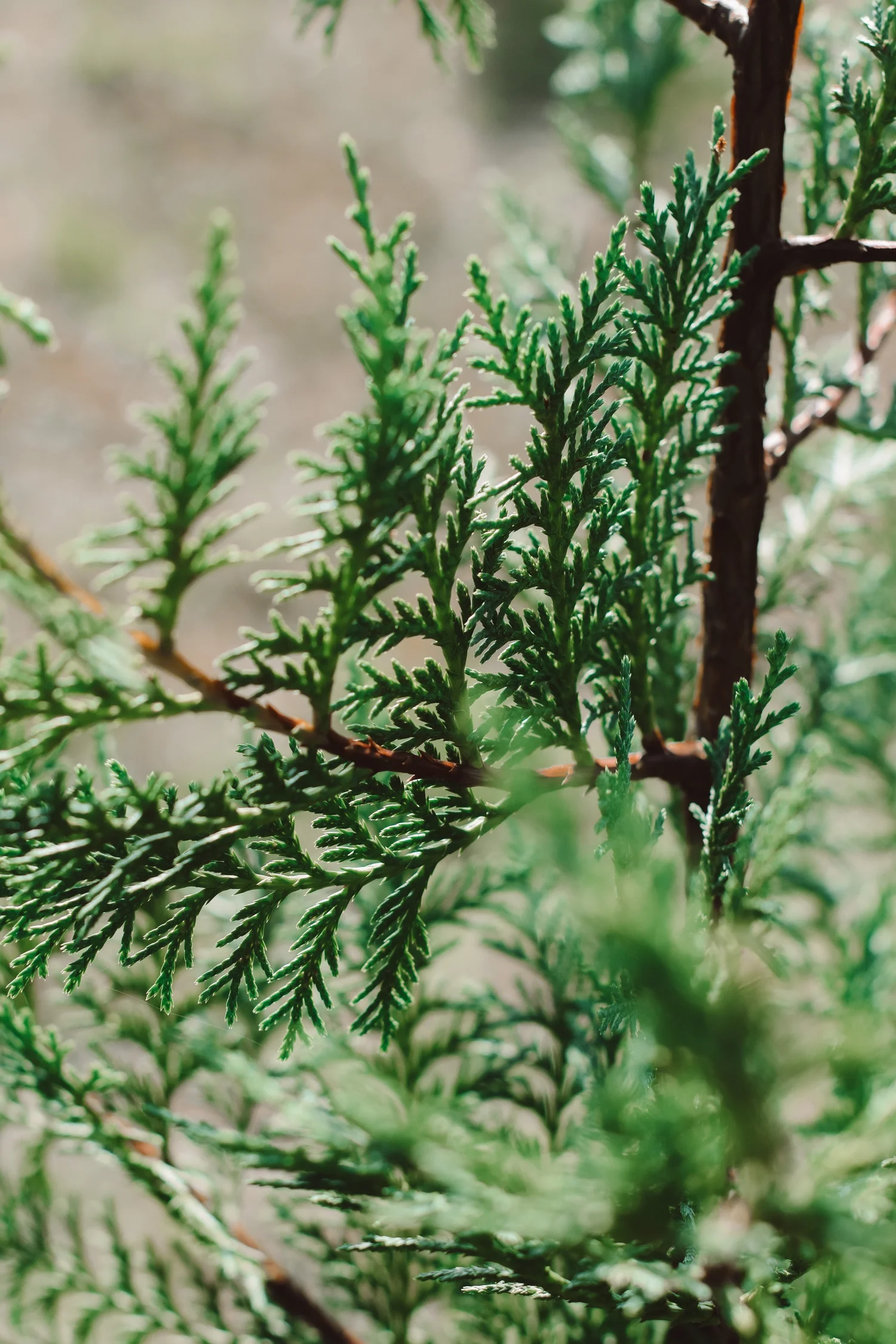 Merry Christmas Tree Farm | Visit & Celebrate Christmas