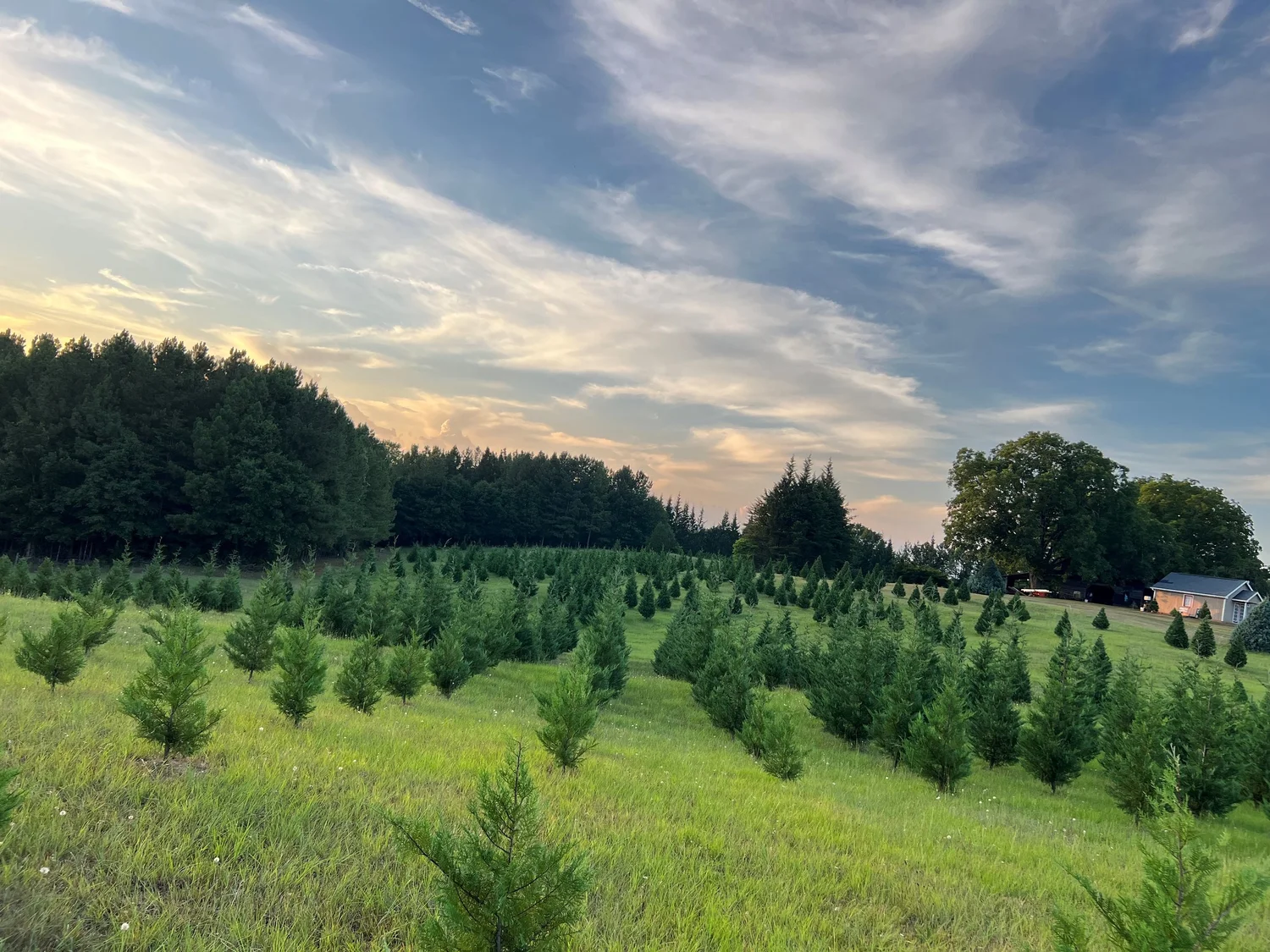 Merry Christmas Tree Farm | Visit & Celebrate Christmas