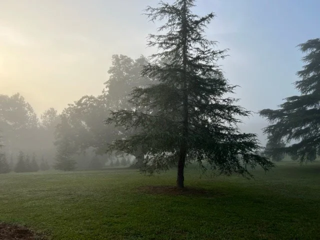 Merry Christmas Tree Farm