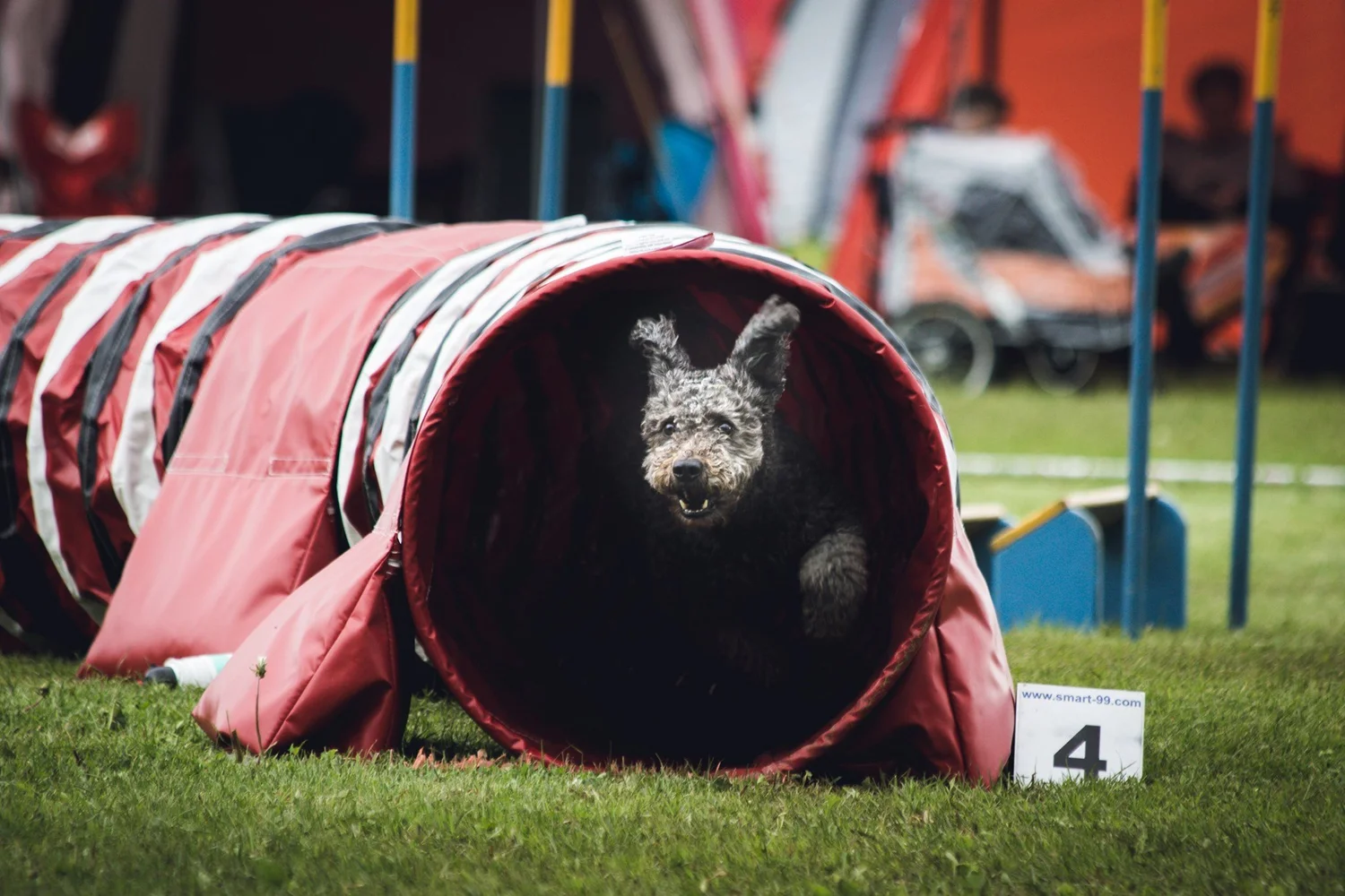 Dog Sports Training: Agility, Nosework, Rally, and More — Hearts and Paws