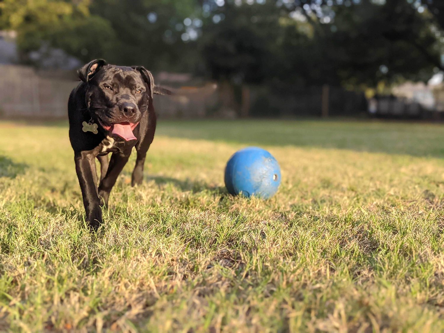 Super Dog Board & Train: Transform Your Dog in 2 Weeks — Hearts and Paws