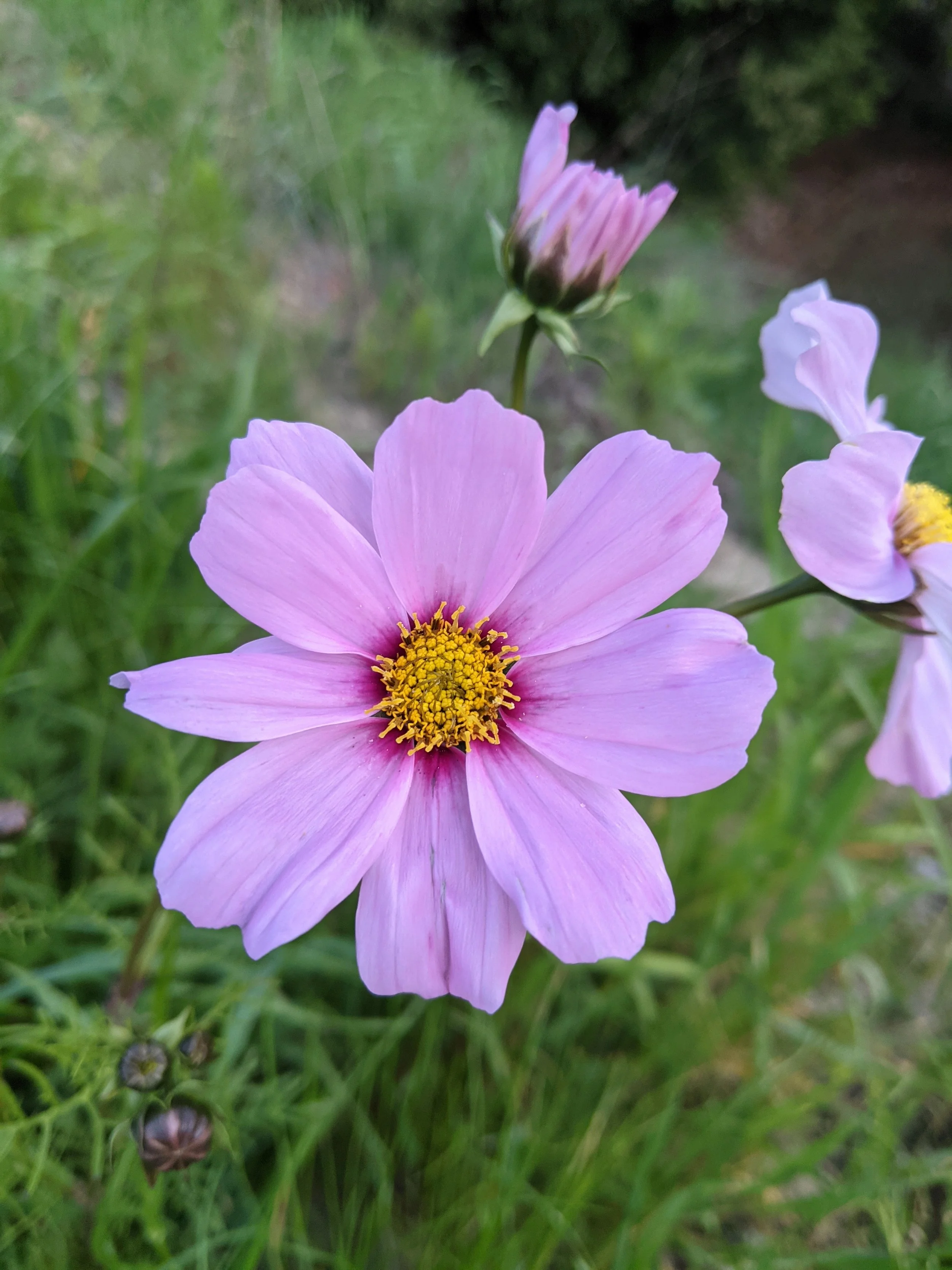 Cosmos Plants In Florida Crazy For Cosmos Floret Flowers