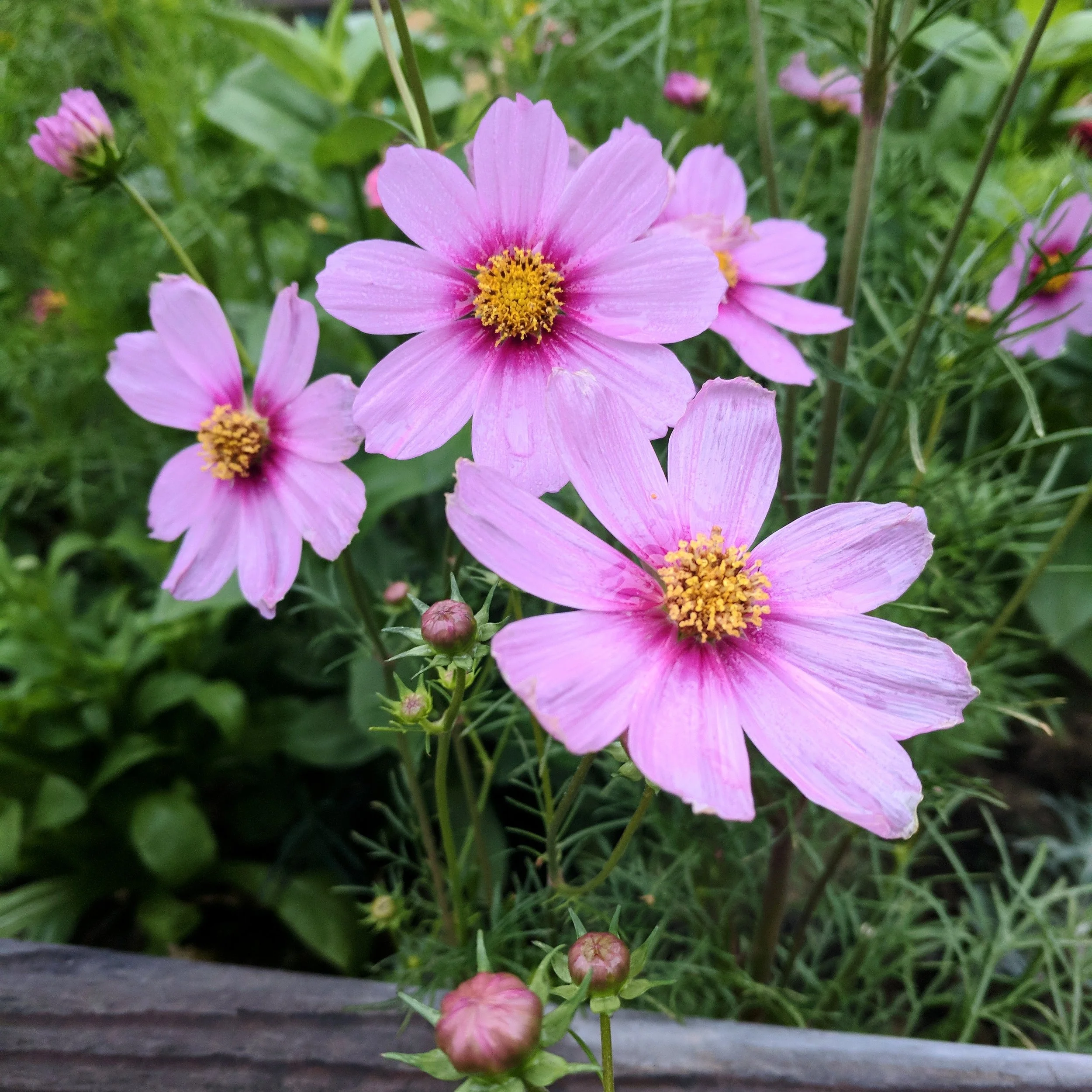A Garden of Cosmos: Master the Art of Growing These Beautiful ...