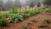 Do You Need to Till Your Soil Every Spring?