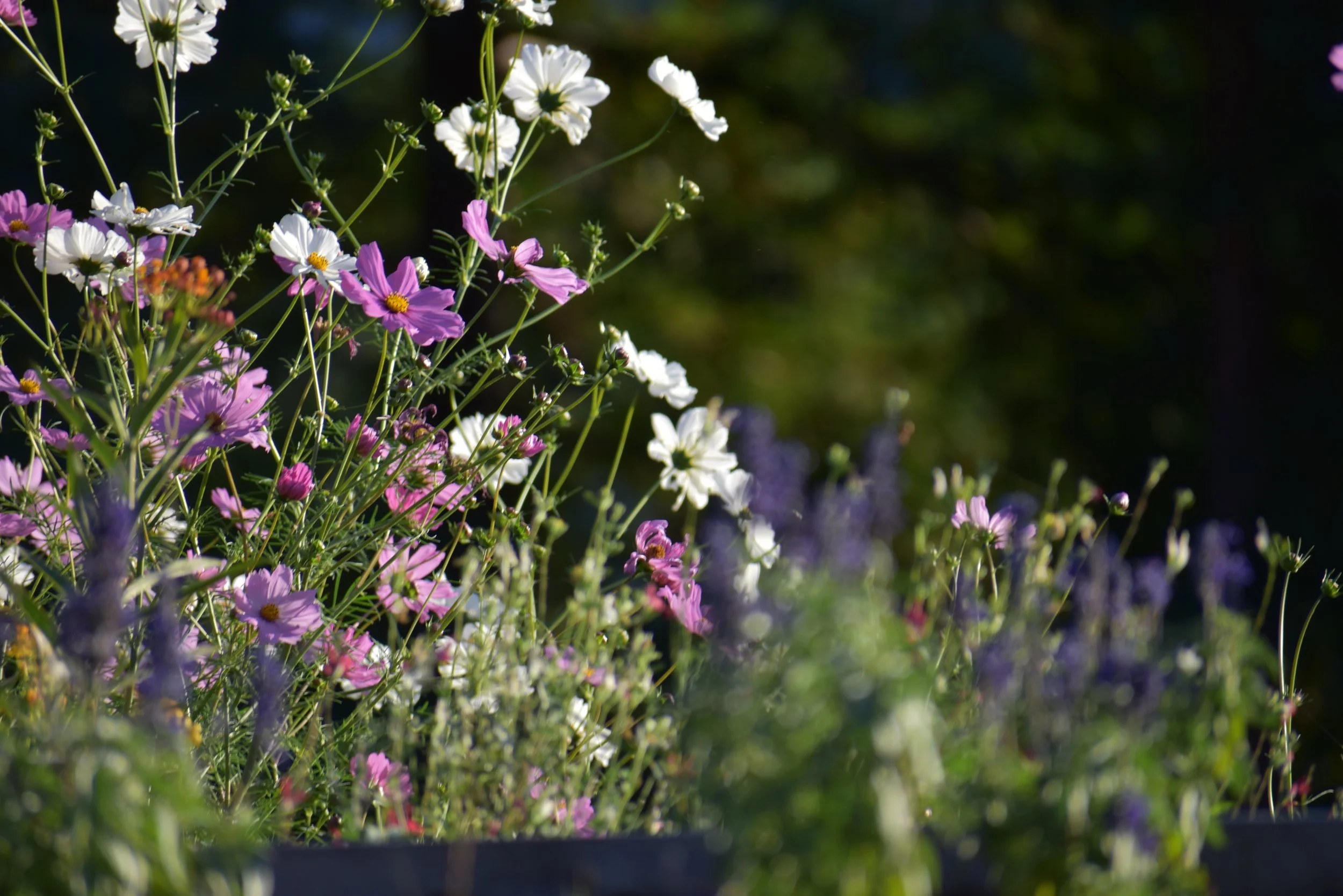 A Garden of Cosmos: Master the Art of Growing These Beautiful ...