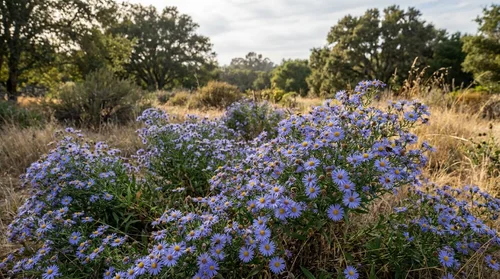 California Aster: A Late-Season Native to Grow