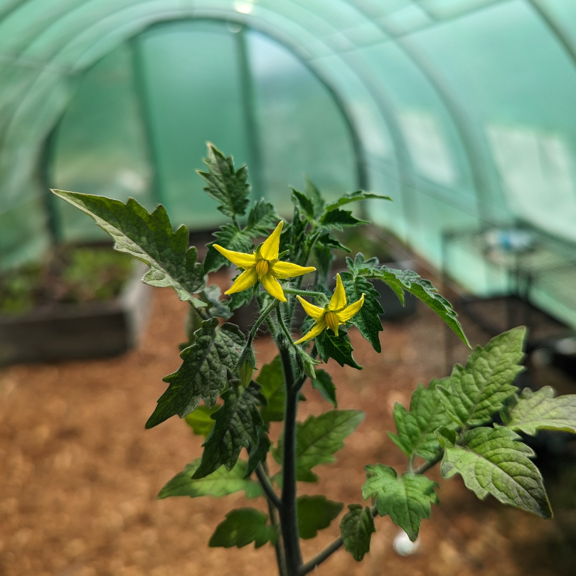 Starting Tomatoes from Seed in Santa Cruz County — Ambitious Harvest