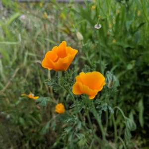 California Poppy Meaning, Benefits & Uses | Local Guide — Ambitious Harvest