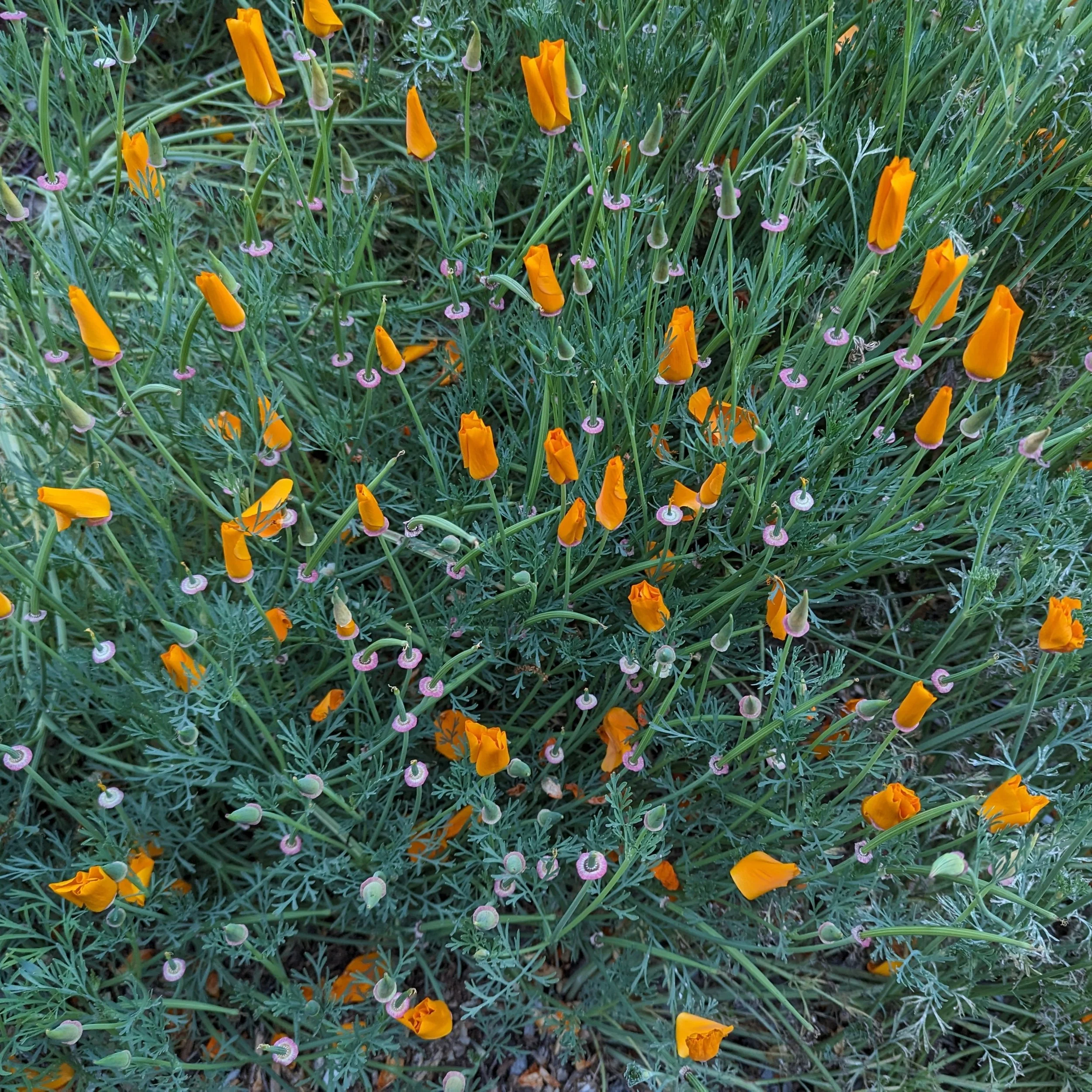 California Poppy: Growing the Golden State's Iconic Wildflower in Santa ...