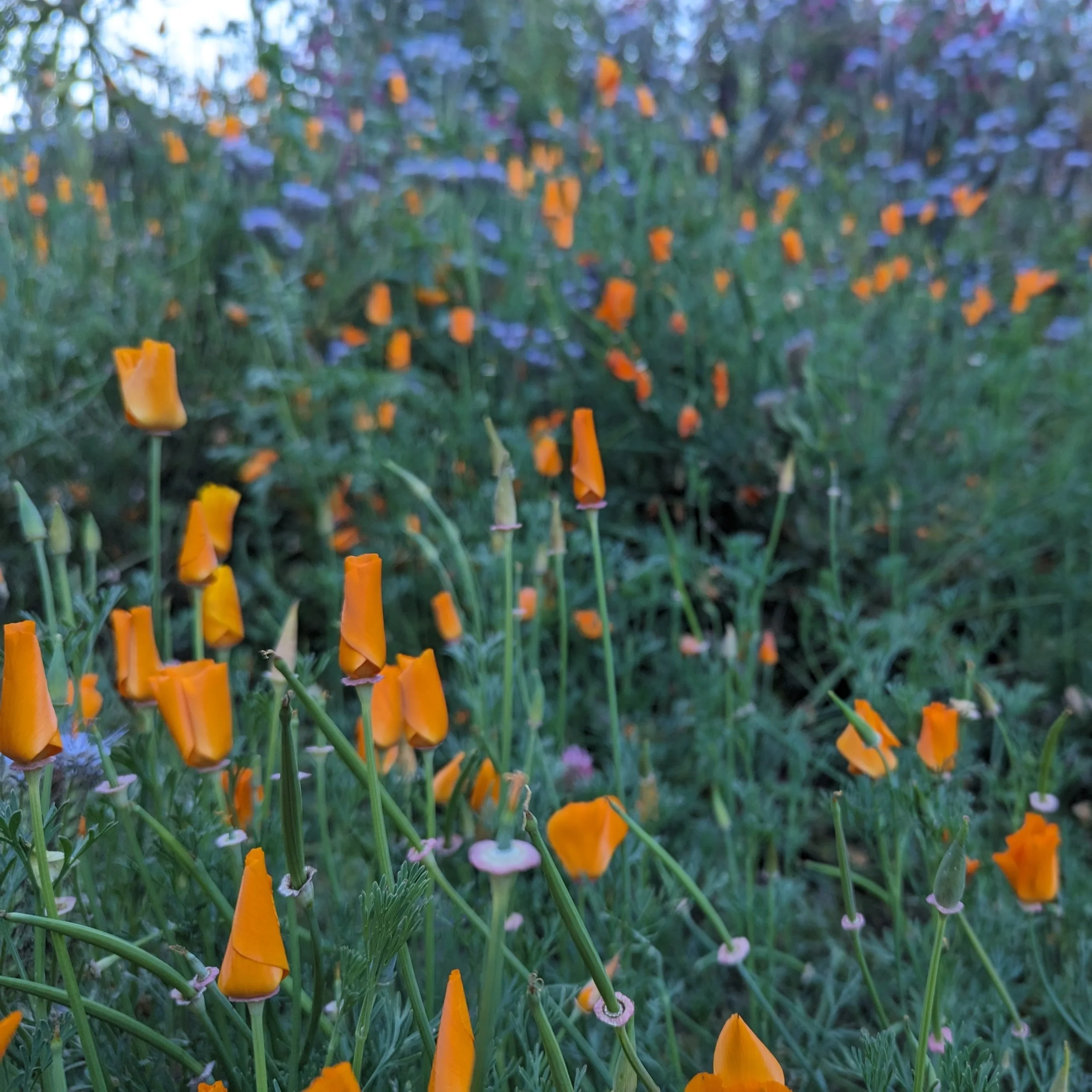 California Poppy Meaning, Benefits & Uses | Local Guide — Ambitious Harvest
