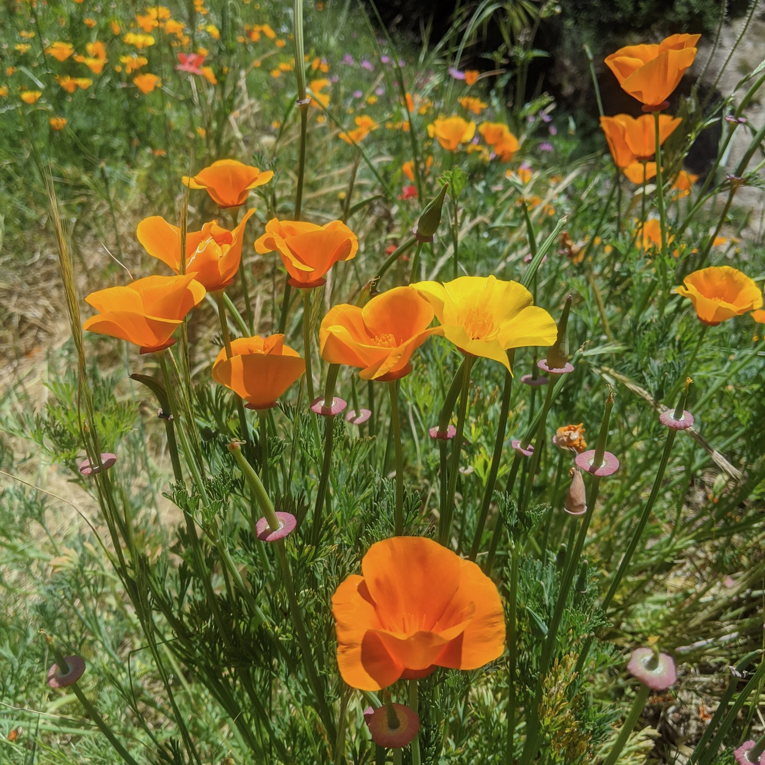 California Poppy: Growing the Golden State's Iconic Wildflower in Santa ...