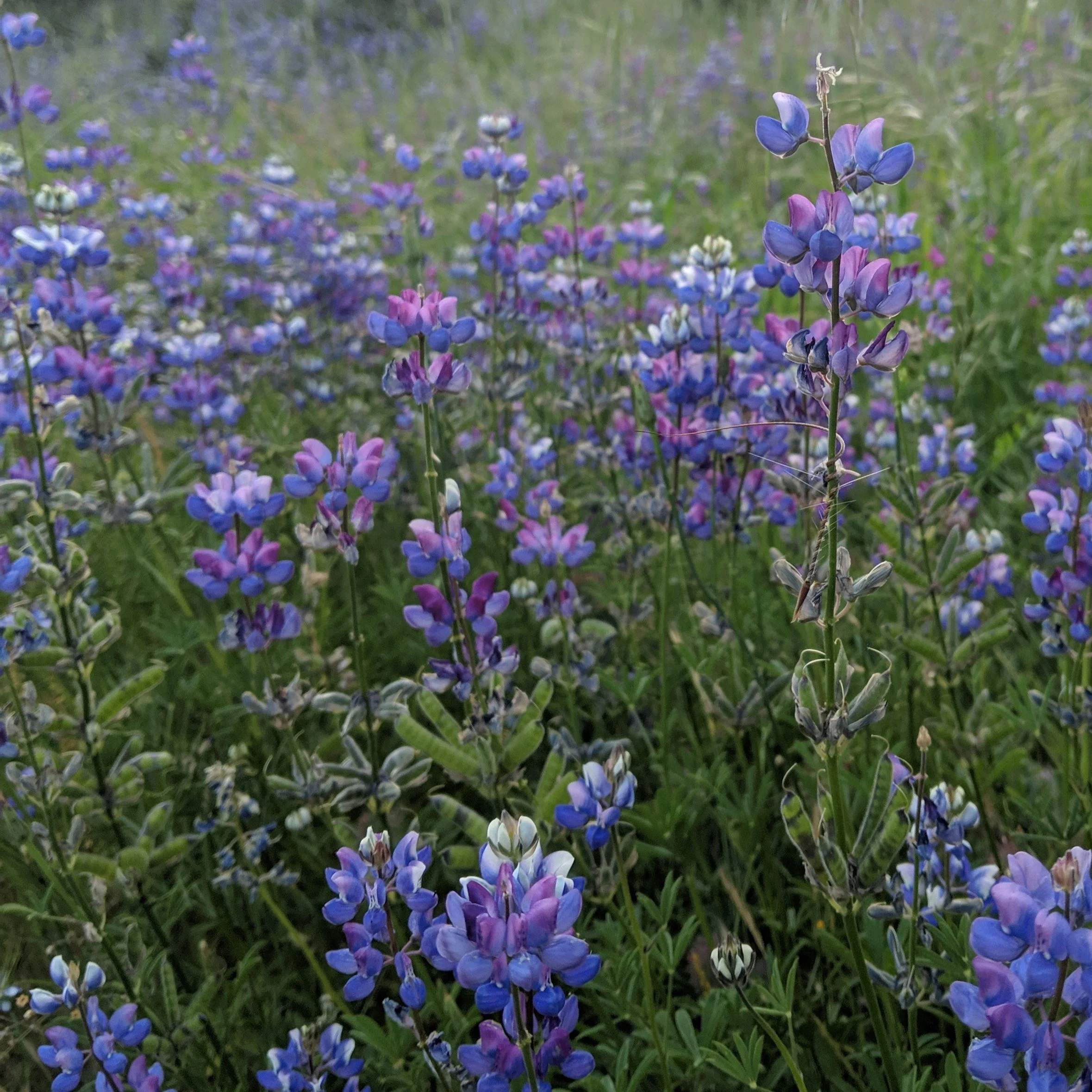 California Lupine: How to Grow This Native Wildflower in Santa Cruz ...