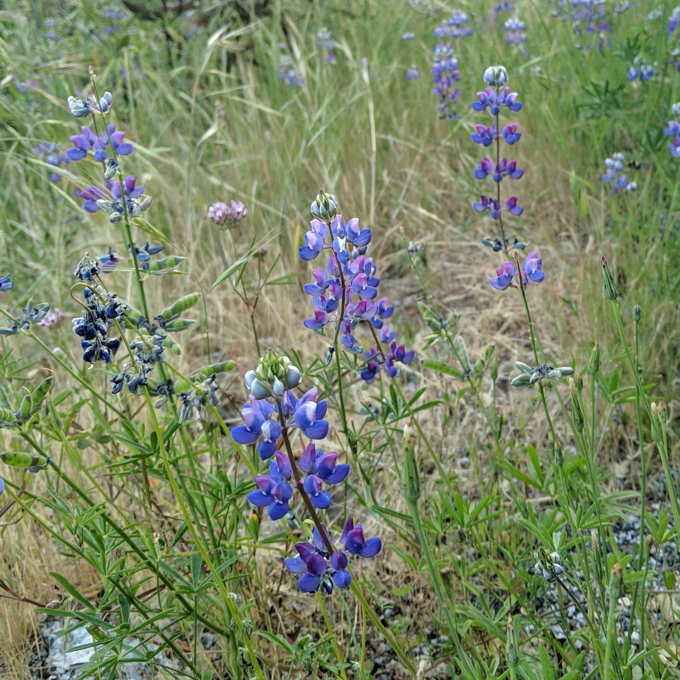 California Lupine: A Stunning Native Wildflower for Your Garden ...