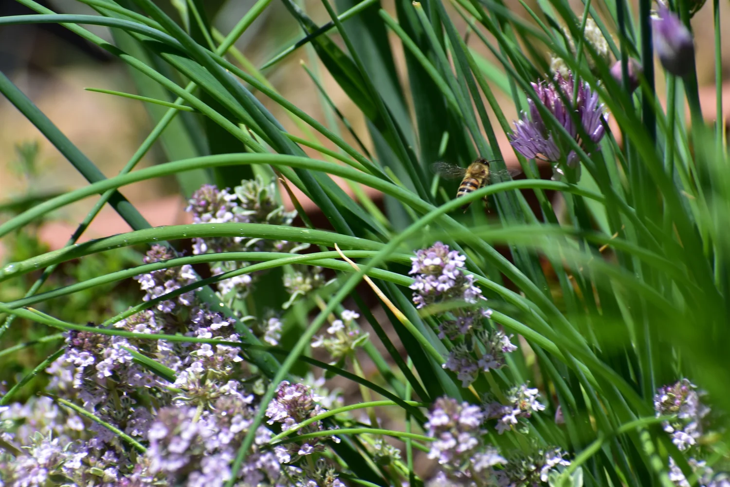 Growing Chives in Santa Cruz: The Easiest Perennial Herb for Your ...