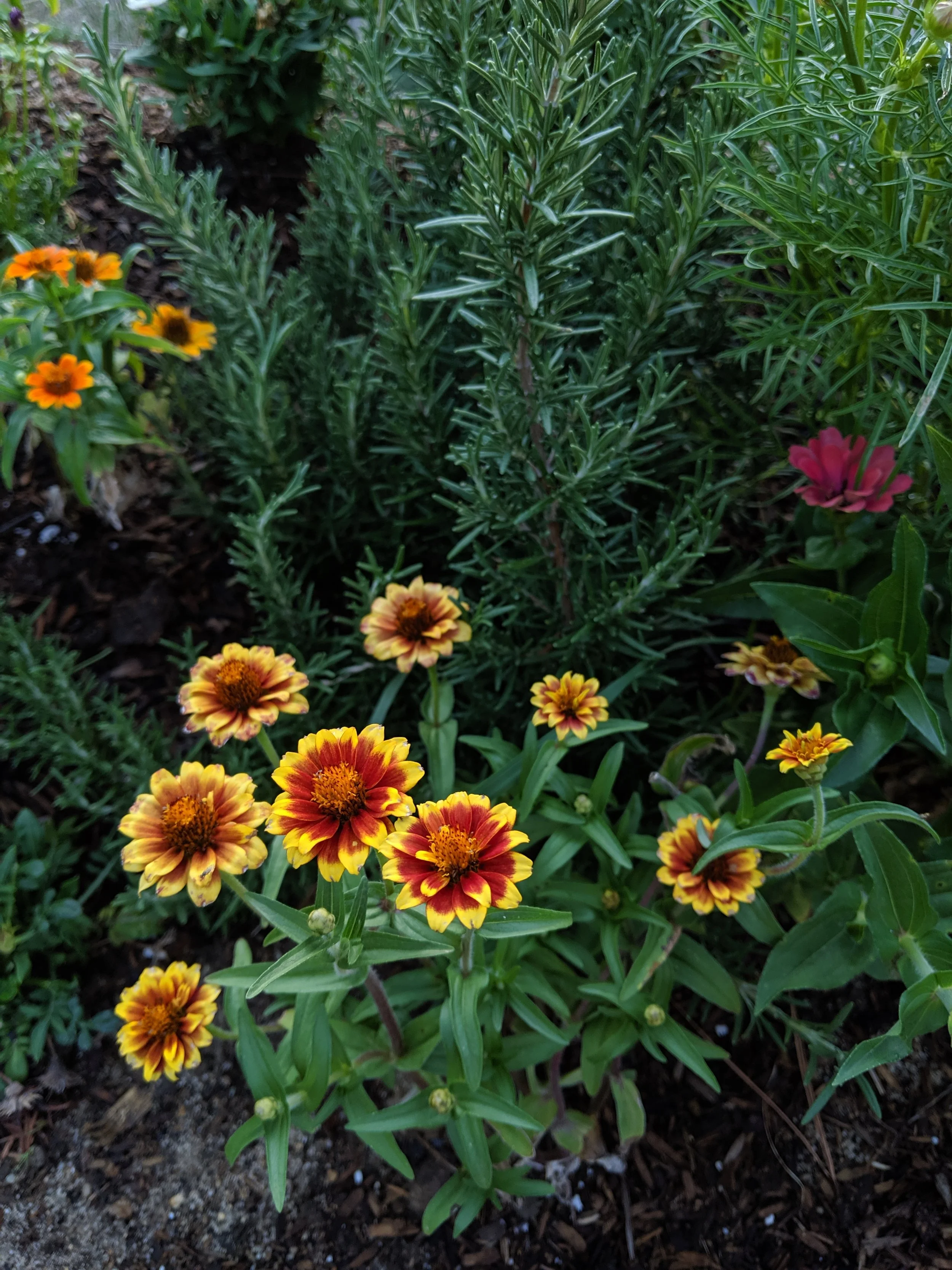 Growing Zinnias in Santa Cruz County | Summer Flower Guide