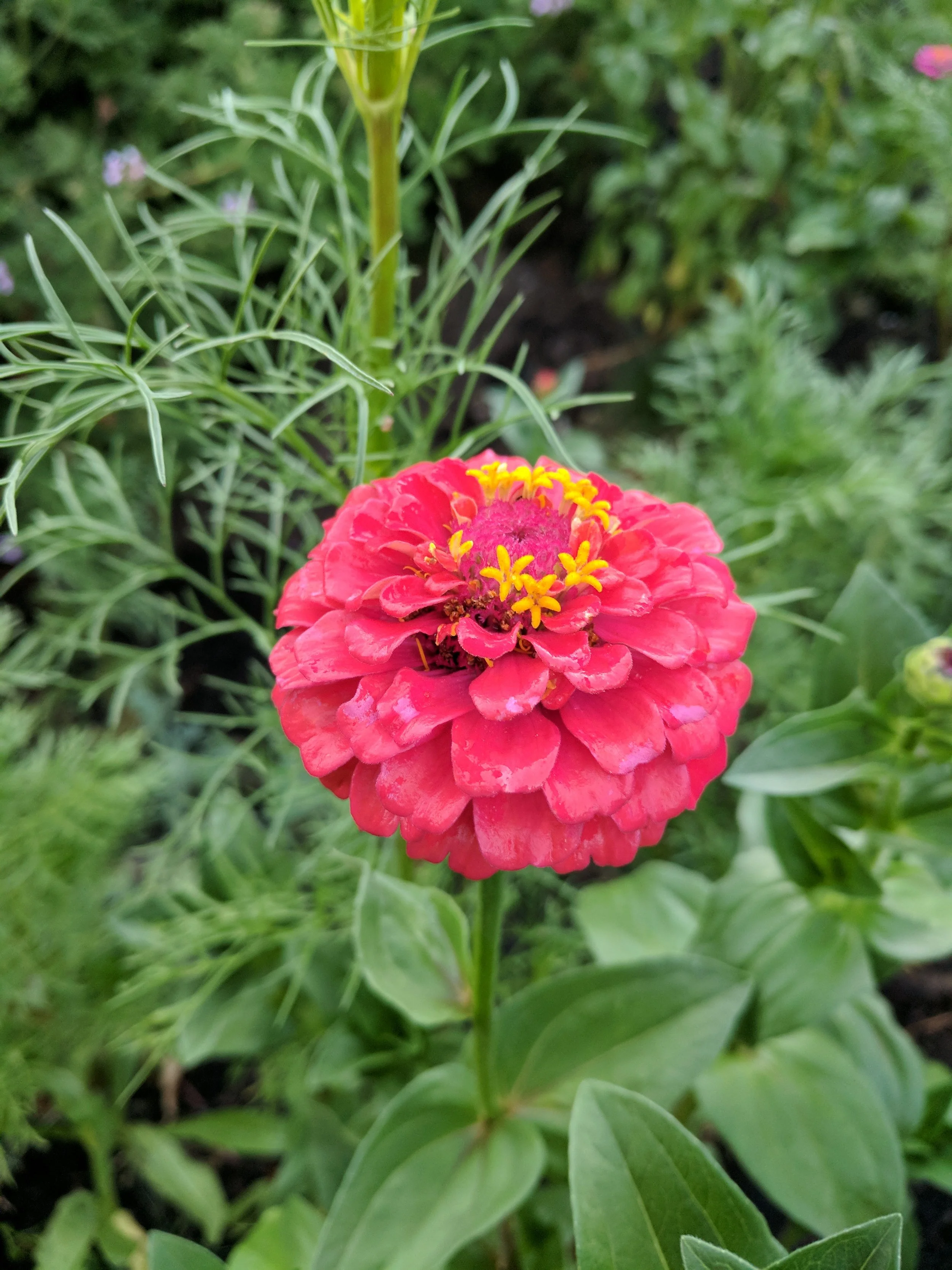 Growing Zinnias in Santa Cruz County | Summer Flower Guide