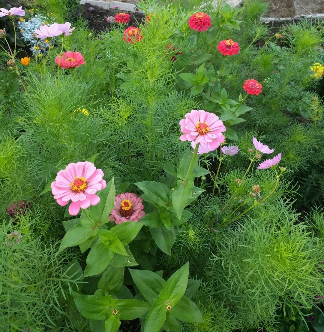 Growing Zinnias in Santa Cruz County | Summer Flower Guide