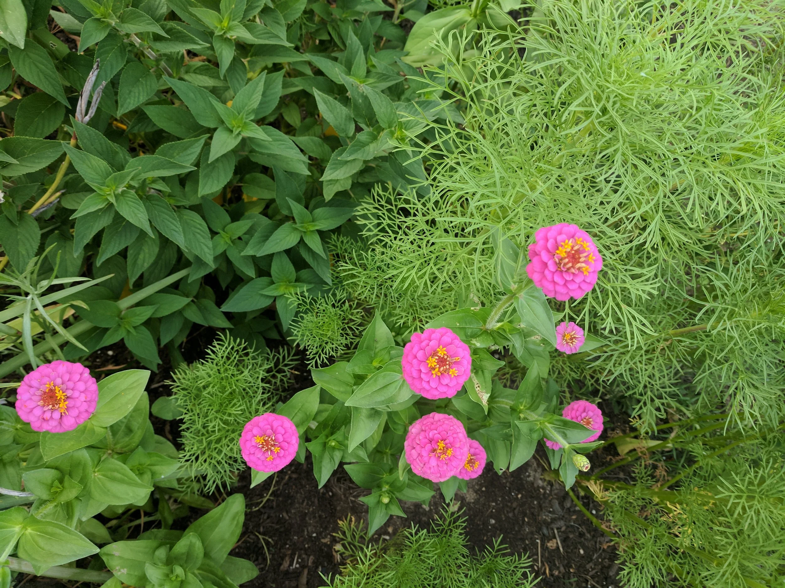 Growing Zinnias in Santa Cruz County | Summer Flower Guide