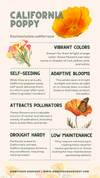 California Poppy Meaning, Benefits & Uses | Local Guide — Ambitious Harvest