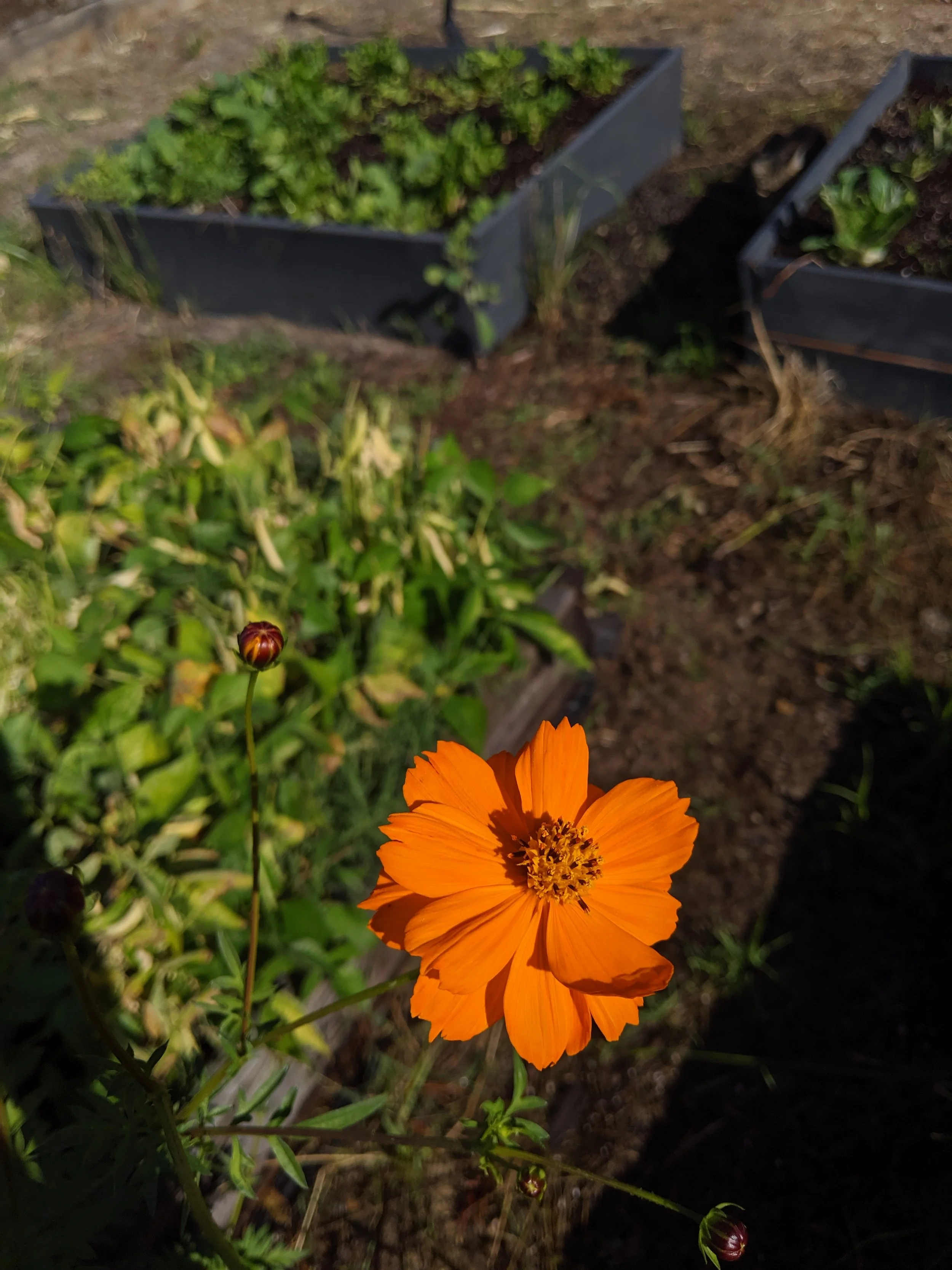 Growing Cosmos in Santa Cruz County | Easy Flower Guide — Ambitious Harvest