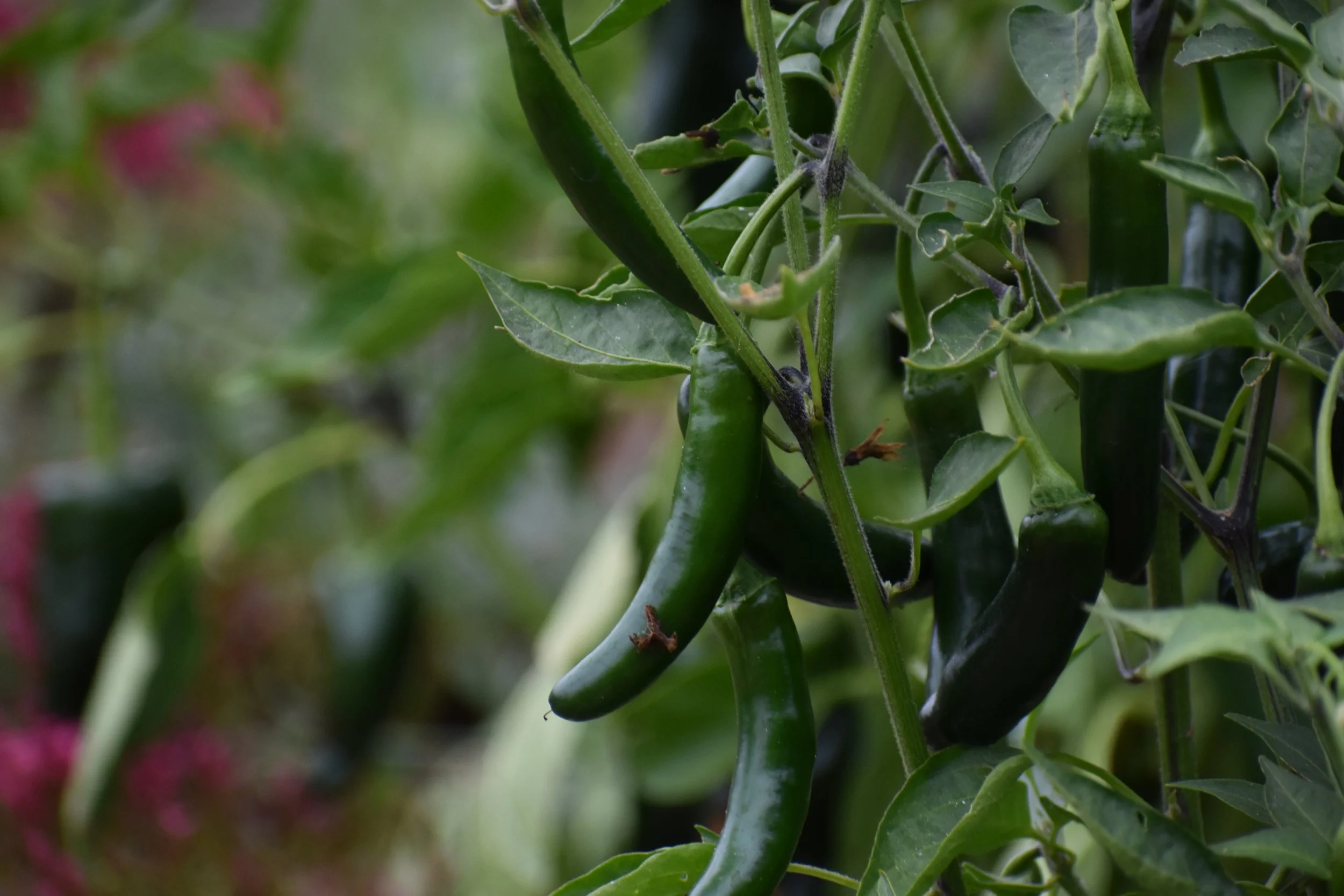 Best Pepper Varieties for Santa Cruz County Microclimates