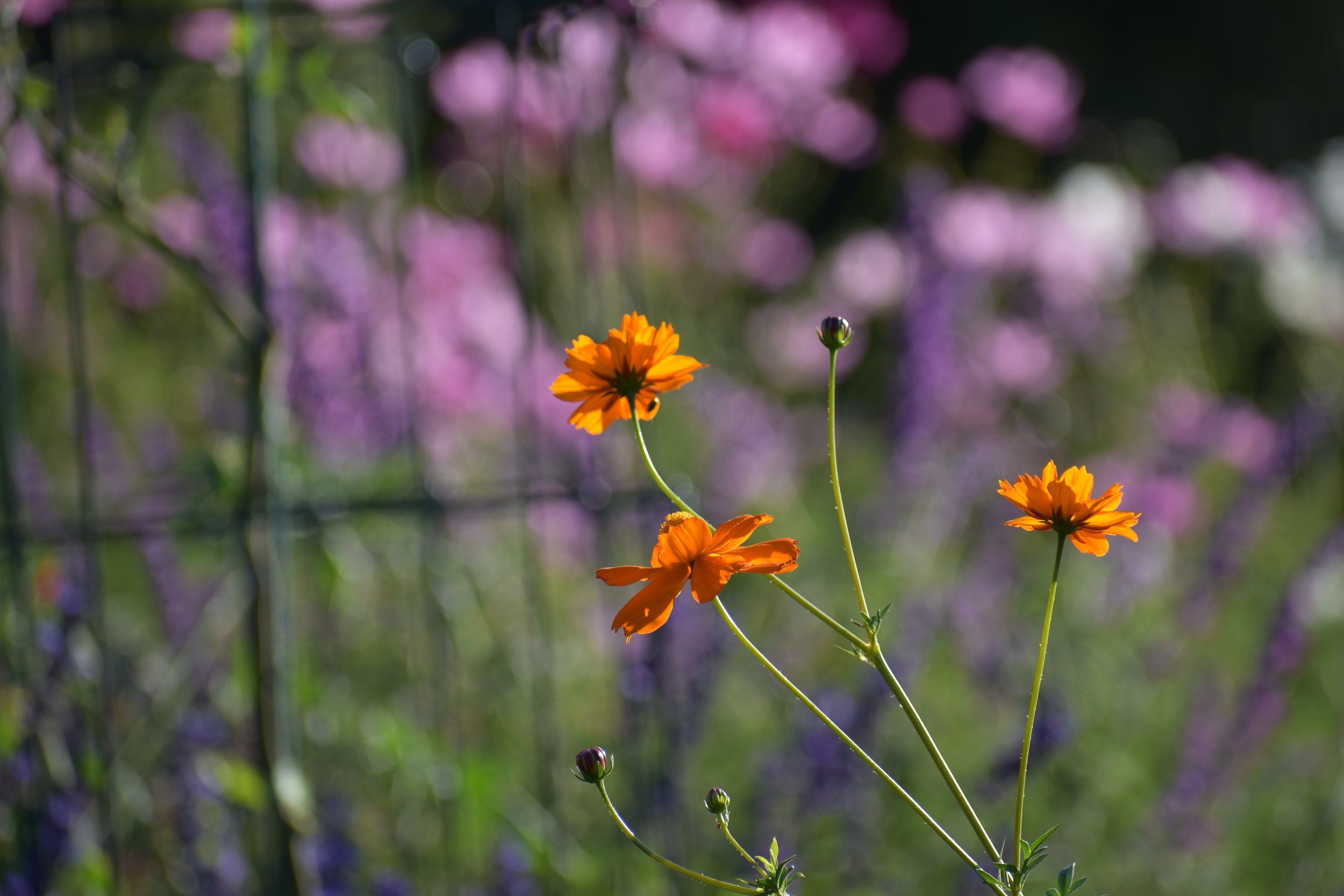 Growing Cosmos in Santa Cruz County | Easy Flower Guide — Ambitious Harvest