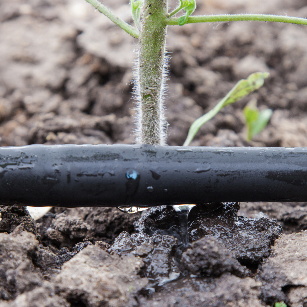 Drip Irrigation Setup for Santa Cruz Gardens | Beginner Guide ...