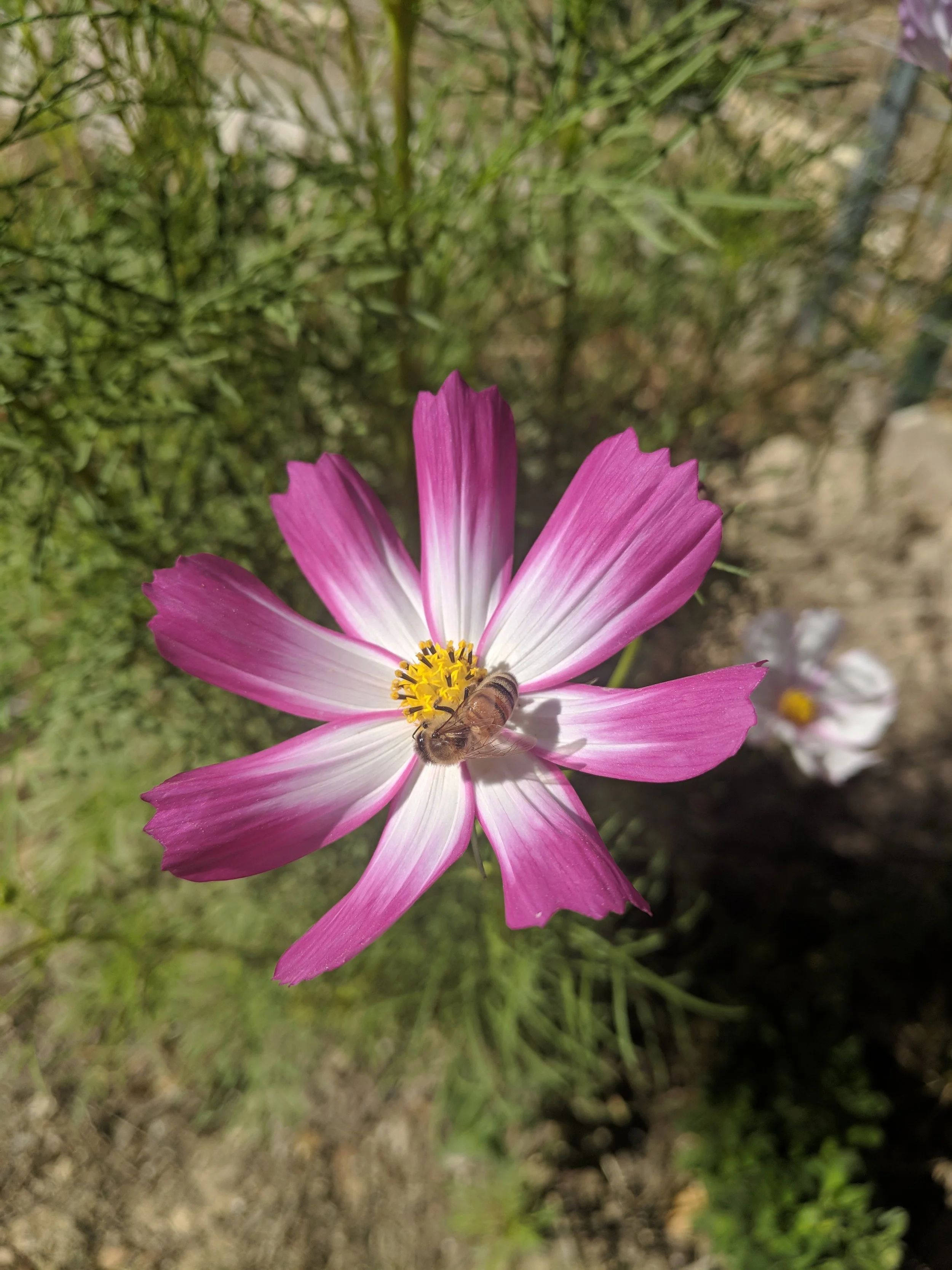 Growing Cosmos in Santa Cruz County | Easy Flower Guide