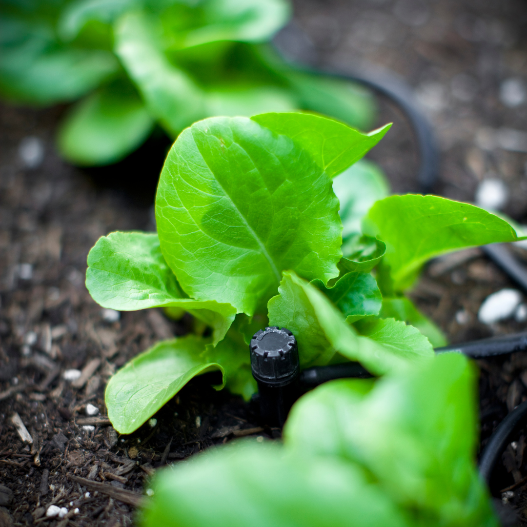 Drip Irrigation Setup 101: A Beginner’s Guide to Efficient Watering ...