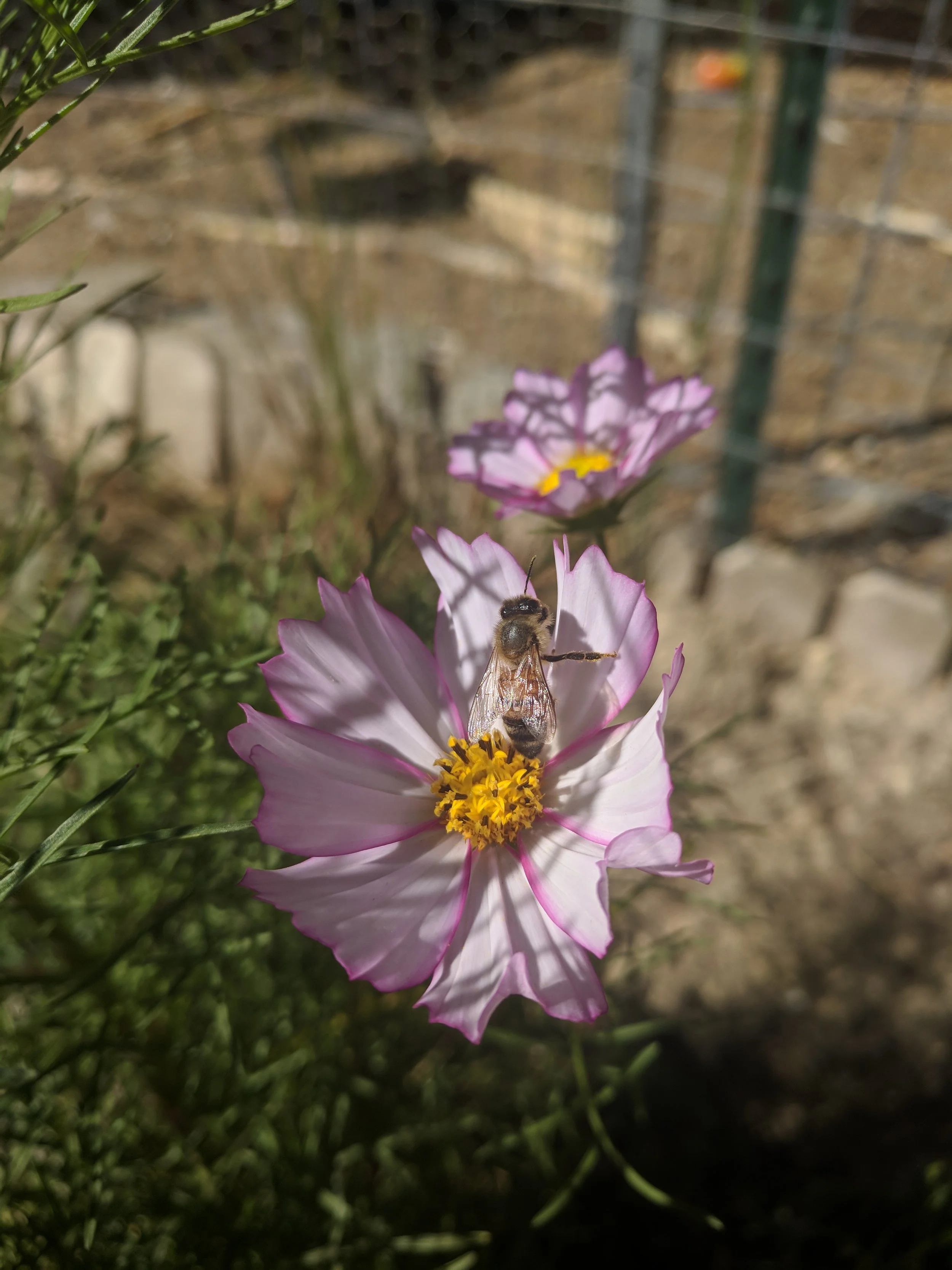 Growing Cosmos in Santa Cruz County | Easy Flower Guide — Ambitious Harvest